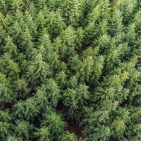 Over 80 Grant – Pahautea Lands Trust